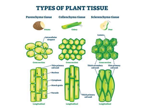 Differentiate Between Parenchyma Collenchyma And Sclerenchyma On The Differentiate Between Parenchyma Collenchyma And Sclerenchyma On The