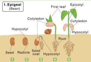 Types of Germination of Seed - CBSE Class Notes Online - Classnotes123