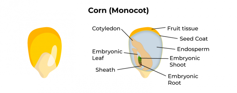 Structure of the Seed - CBSE Class Notes Online - Classnotes123