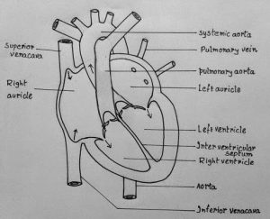 Short Note on Heart - CBSE Class Notes Online - Classnotes123