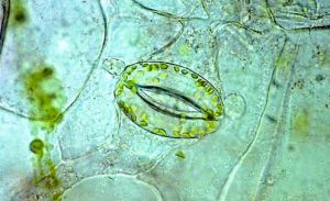 Stomata - Definition, Structure, Functions , Location , Diagram and ...