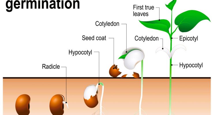What Is Germination Class 10th CBSE Class Notes Online Classnotes123 What Is Germination Class 10th CBSE Class Notes Online Classnotes123