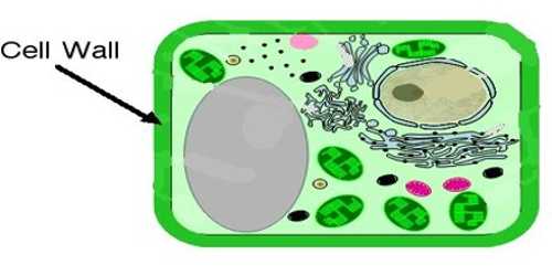 Write A Short Note On Cell Wall CBSE Class Notes Online Classnotes123