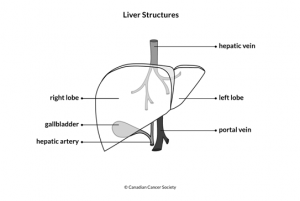 Short Note on Liver - CBSE Class Notes Online - Classnotes123