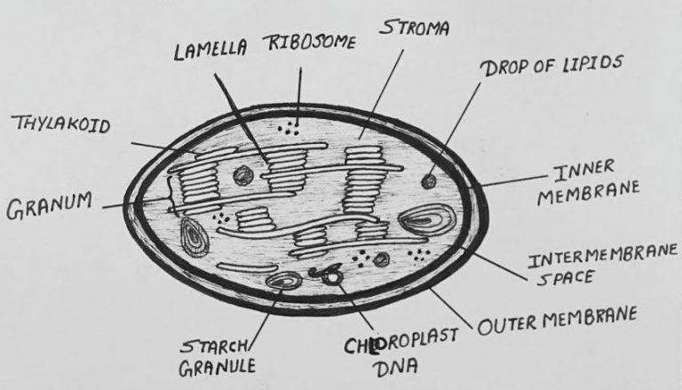 Diagram Of Structure Of Plastids Structure Of Plant Cell Pla
