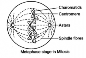 Mitosis and Meiosis - CBSE Class Notes Online - Classnotes123