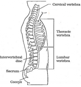 Body Movement Class 6 Notes - CBSE Class Notes Online - Classnotes123