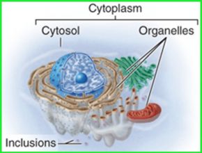 10 Important Difference between Cell organelles and Cell Inclusions ...