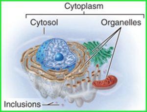 10 Important Difference between Cell organelles and Cell Inclusions ...
