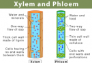 Functions of the Xylem and Phloem - CBSE Class Notes Online - Classnotes123
