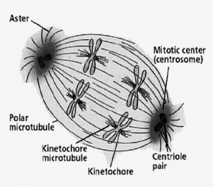 Spindle Fibers- Definition , Importance, Composition, Types and Role in ...
