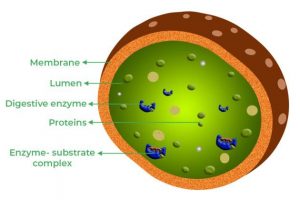 Cell Organelles - The Complete Guide - CBSE Class Notes Online ...