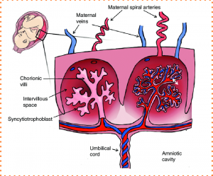 Structure Of The Placenta - CBSE Class Notes Online - Classnotes123