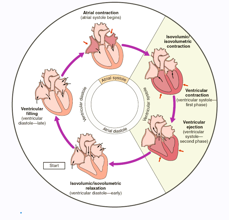 Cardiac Cycle Class 11th CBSE Class Notes Online Classnotes123