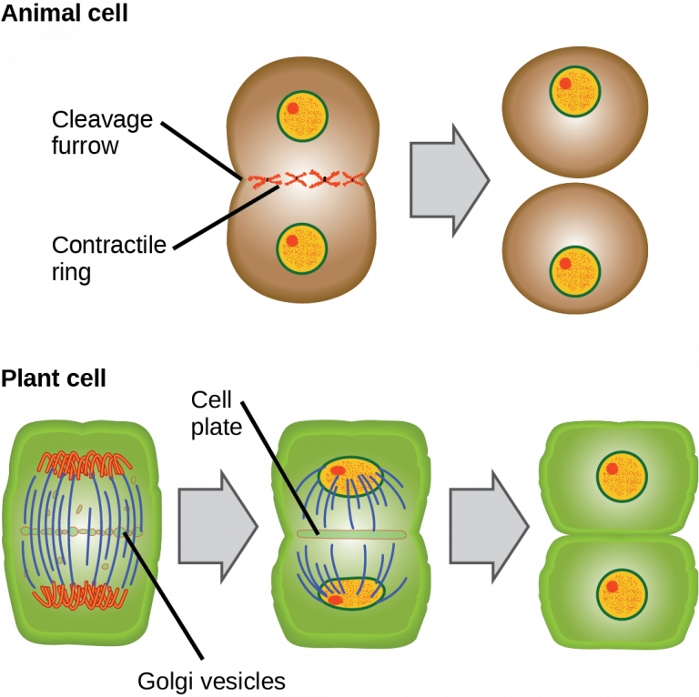 Mitosis - Frequently Asked Questions and Answers - CBSE Class Notes ...