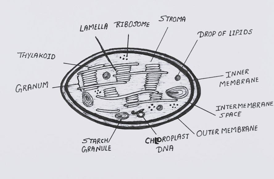 Chloroplast Diagram Chloroplast Diagram