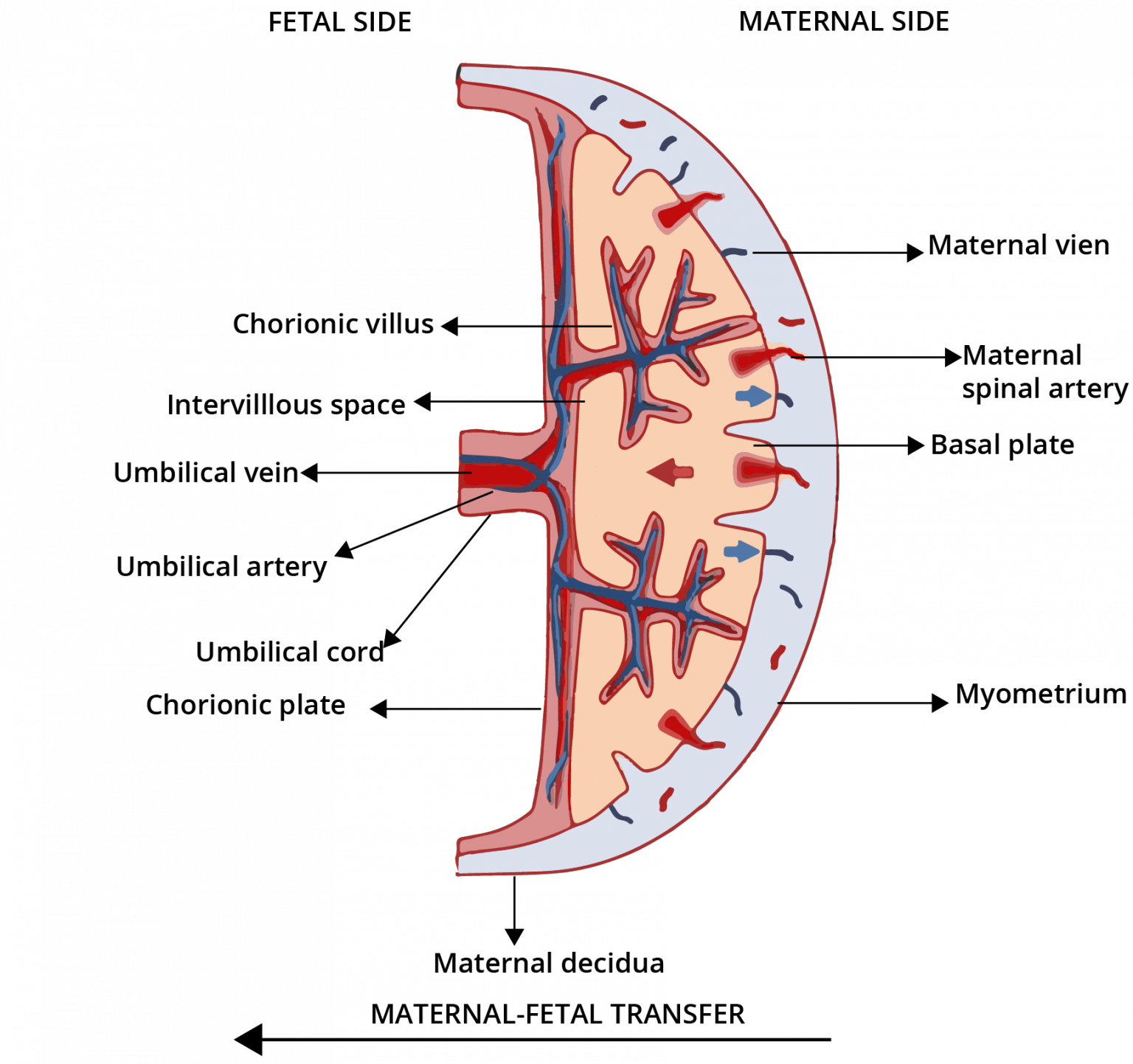 Diagram of The Placenta - CBSE Class Notes Online - Classnotes123