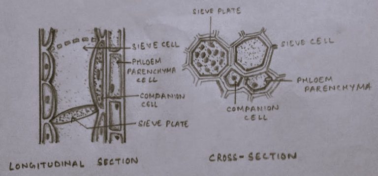 Phloem Diagram - Longitudinal and Transverse Section Diagram of Phloem ...