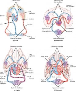 Transportation in Animals -Class 10 Notes - CBSE Class Notes Online ...