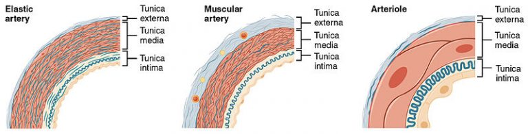 Arteries in The Body - CBSE Class Notes Online - Classnotes123