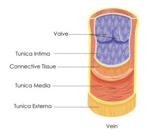 Veins - Structure , functions ,Venous System and Circuits and Vein ...