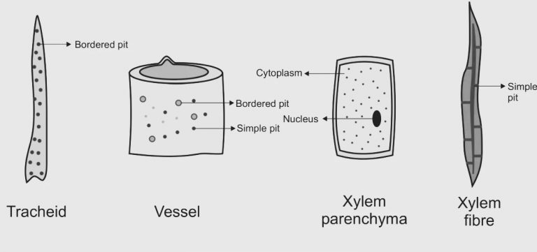 Xylem Diagram - CBSE Class Notes Online - Classnotes123
