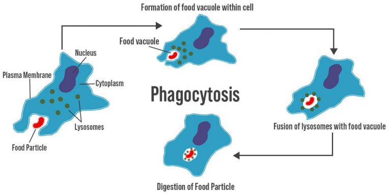 How Amoeba Acquires its Food through the Process of Phagocytosis - CBSE ...