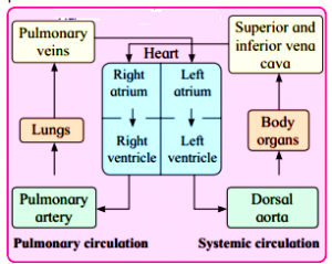 Double Circulation -Definition, 2 Loops, Flowchart,Types, Importance ...