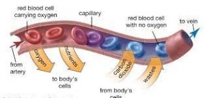 Capillaries - Definition, Location, Structure, Types, Functions and ...