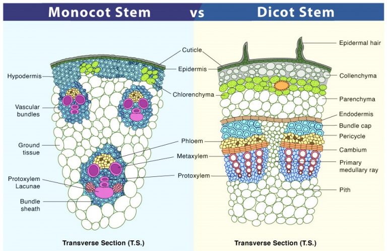 Phloem - Definition, Structure, Function, Types and How does Phloem ...