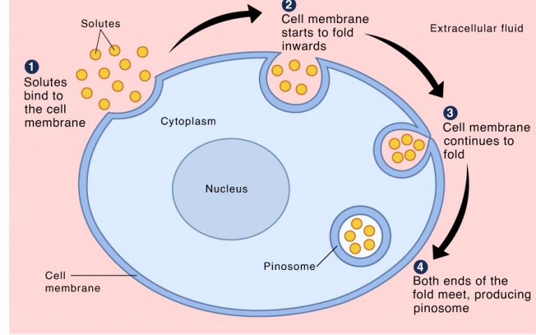 Endocytosis -Definition, Mechanism, Types, Examples - CBSE Class Notes ...