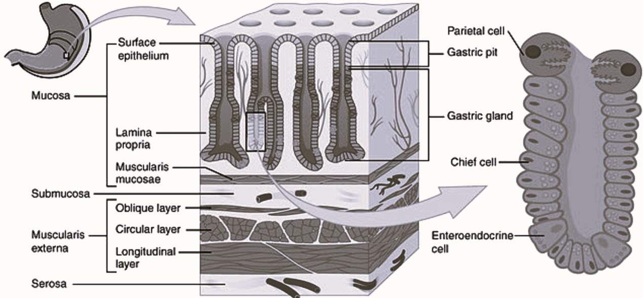 Gastric Glands - Location , Structure, Types, Secretion and Functions ...
