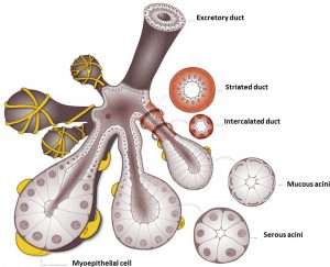 Salivary Glands - Definition, Types, Location, Size, Ducts, Diagram ...