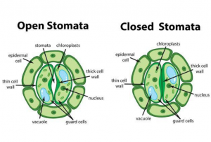 Guard Cells - Definition, Location, Structure, Function and Diagram of ...