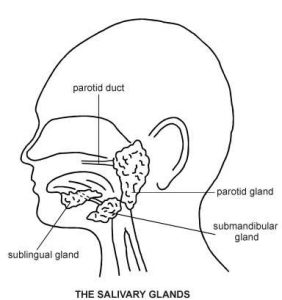 Salivary Glands Diagram - CBSE Class Notes Online - Classnotes123