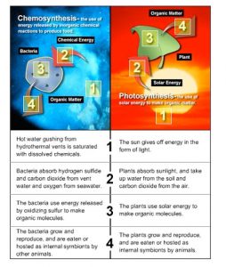 Chemosynthesis - Definition, Process, Equation, Chemosynthetic bacteria ...
