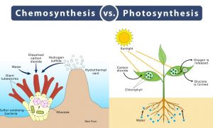 Difference Between Chemosynthesis and Photosynthesis - CBSE Class Notes ...