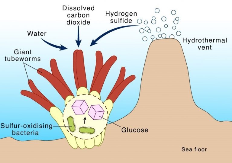 Chemosynthesis - Definition, Process, Equation, Chemosynthetic bacteria ...