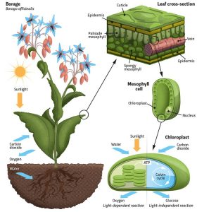 Photosynthesis - Class 10 - CBSE Class Notes Online - Classnotes123
