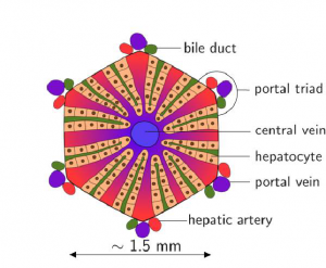 Structure and functional units of the Liver - CBSE Class Notes Online ...