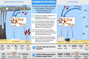 Chemosynthesis - Definition, Process, Equation, Chemosynthetic bacteria , types , examples ...