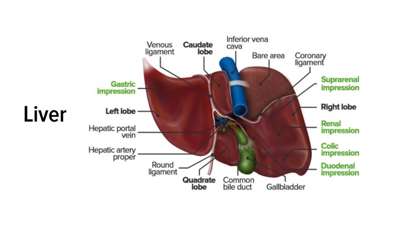 Liver - Structure, Functions, Disorders, Regeneration - CBSE Class ...