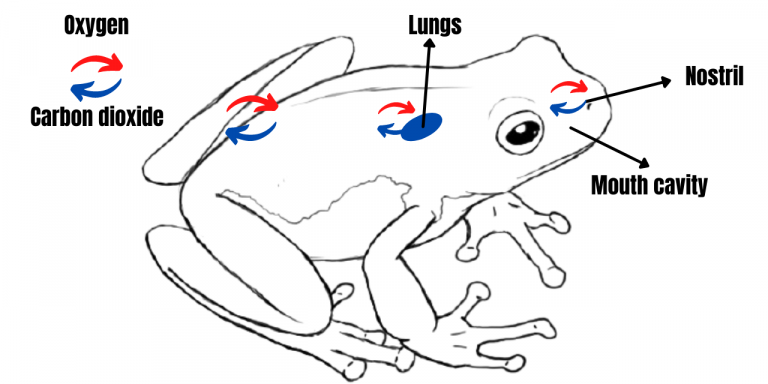 Class 7 Science -Chapter 10- Respiration in Organisms- Detailed Notes ...