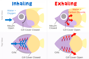 Class 7 Science -Chapter 10- Respiration in Organisms- Detailed Notes ...