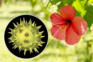 Class 7 – Science- Chapter 12 – Reproduction in Plants -Definition and ...