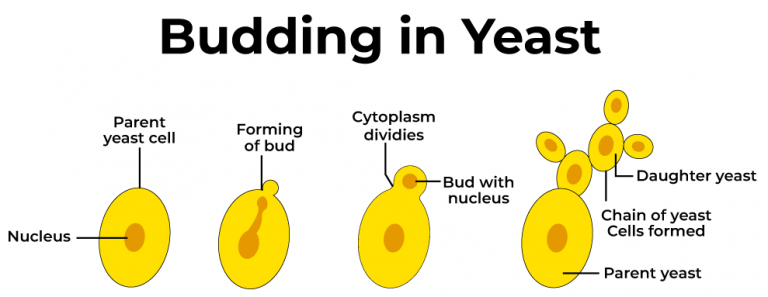 Class 7 Science- Chapter 12 - Reproduction in Plants- (Complete Notes ...