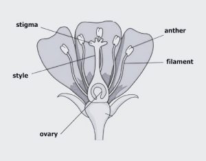 Class 7 Science- Chapter 12 - Reproduction in Plants- (Complete Notes ...