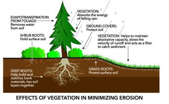 Class 7 Science -Chapter 17 – Forests: Our Lifeline -Detailed Notes ...