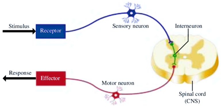 What is a Reflex Action? - For Class 10th - CBSE Class Notes Online ...