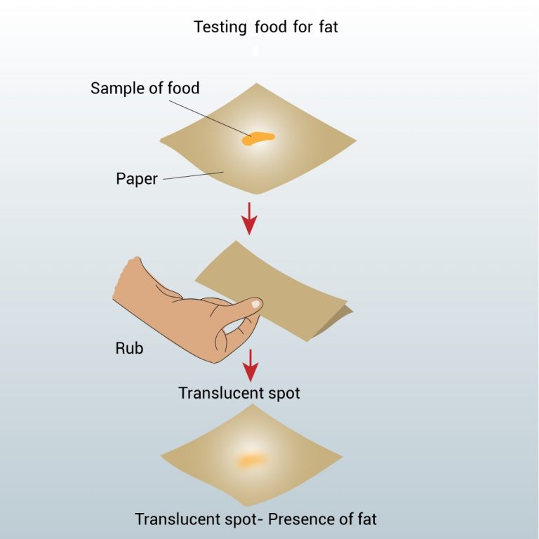 Chapter 1- A Detailed Guide to “Components of Food” Activities for ...